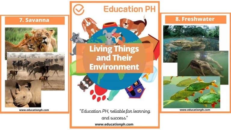 Living things and their environment.